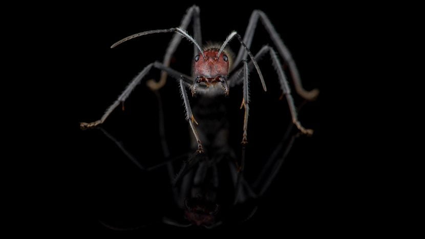 Camponotus singularis - ANTonio Photography