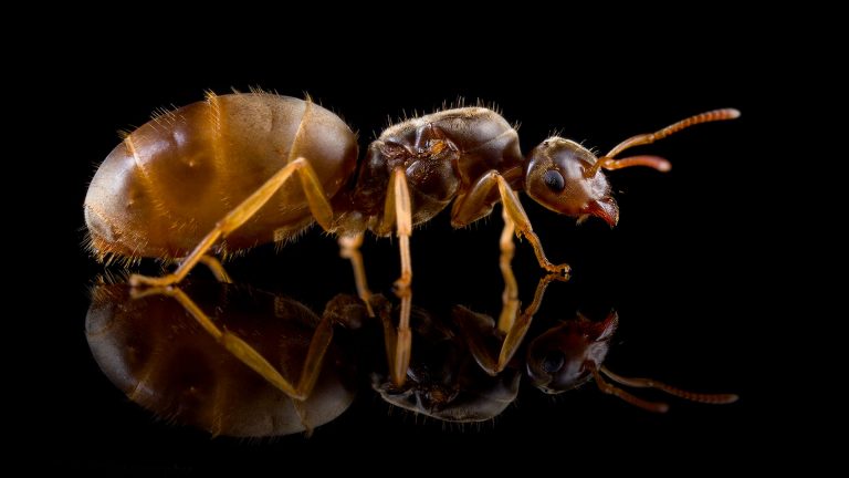 Lasius flavus - ANTonio Photography