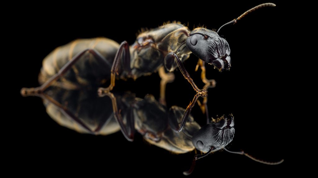 Colobopsis leonardi - ANTonio Photography