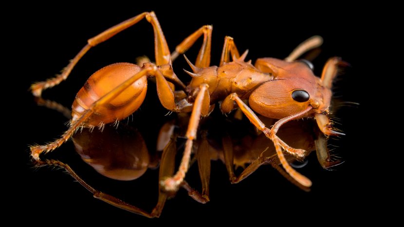 Daceton armigerum - ANTonio Photography