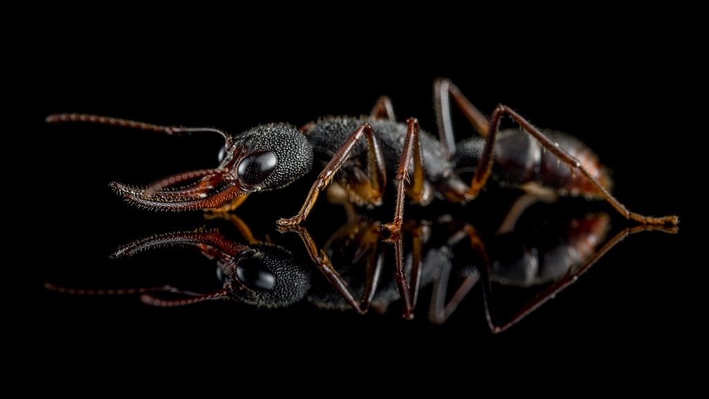 Harpegnathos venator - ANTonio Photography