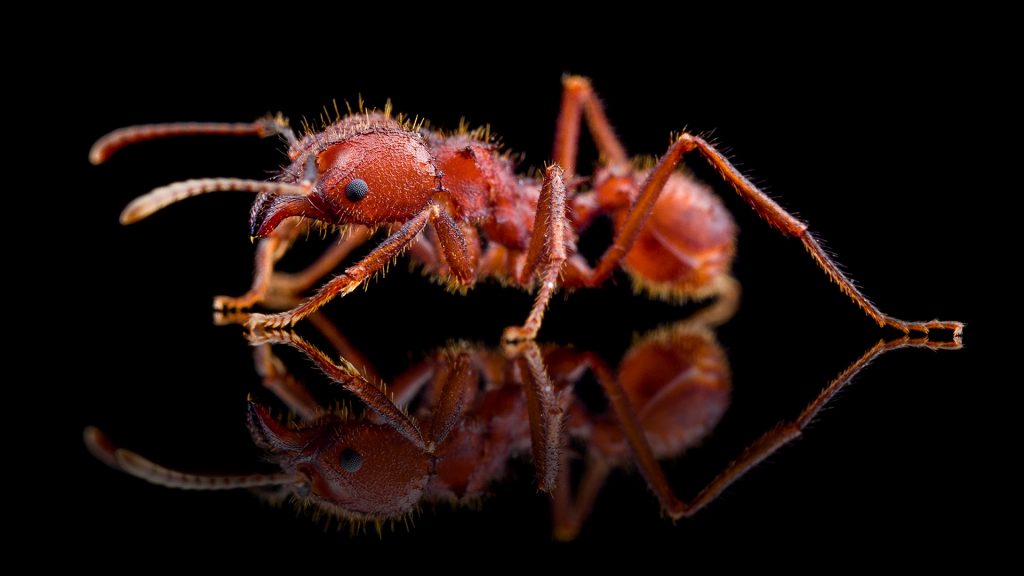 Acromyrmex versicolor - ANTonio Photography