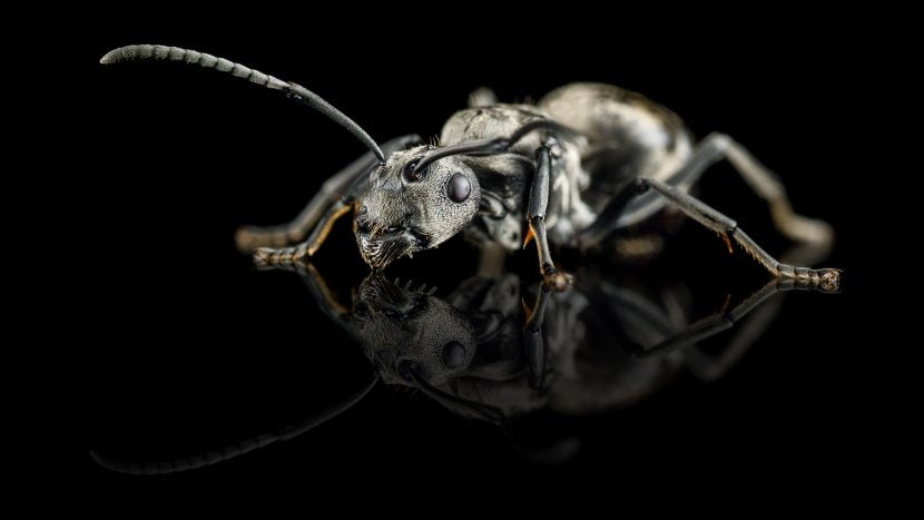 Polyrhachis dives - ANTonio Photography