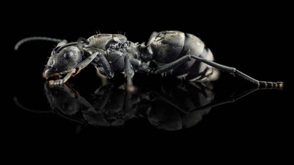 Polyrhachis dives - ANTonio Photography
