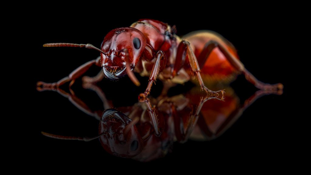 Polyergus rufescens - ANTonio Photography