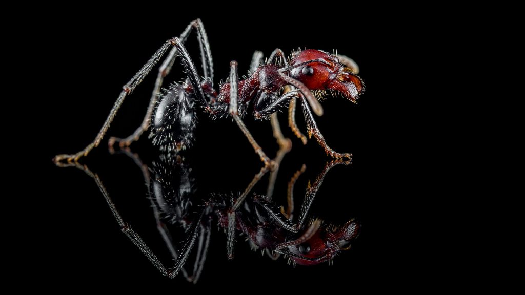 Messor cephalotes - ANTonio Photography