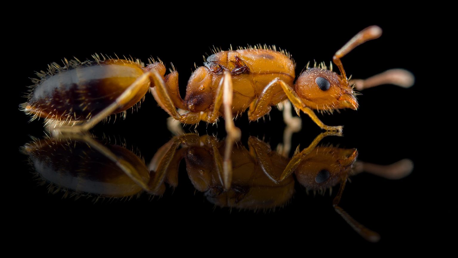 Monomorium pharaonis - ANTonio Photography