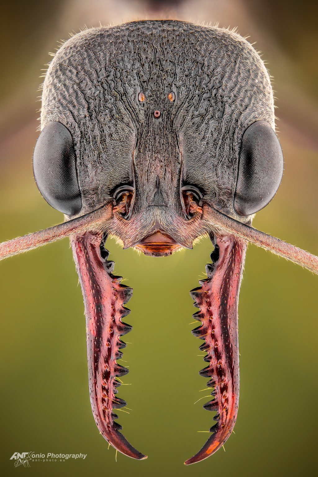 Myrmecia pyriformis - ANTonio Photography