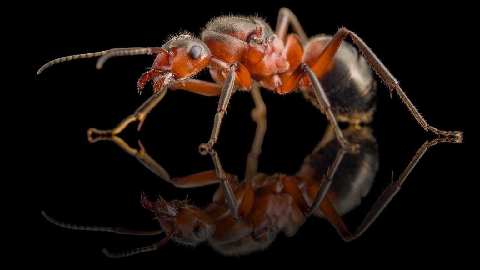 Formica pratensis - ANTonio Photography