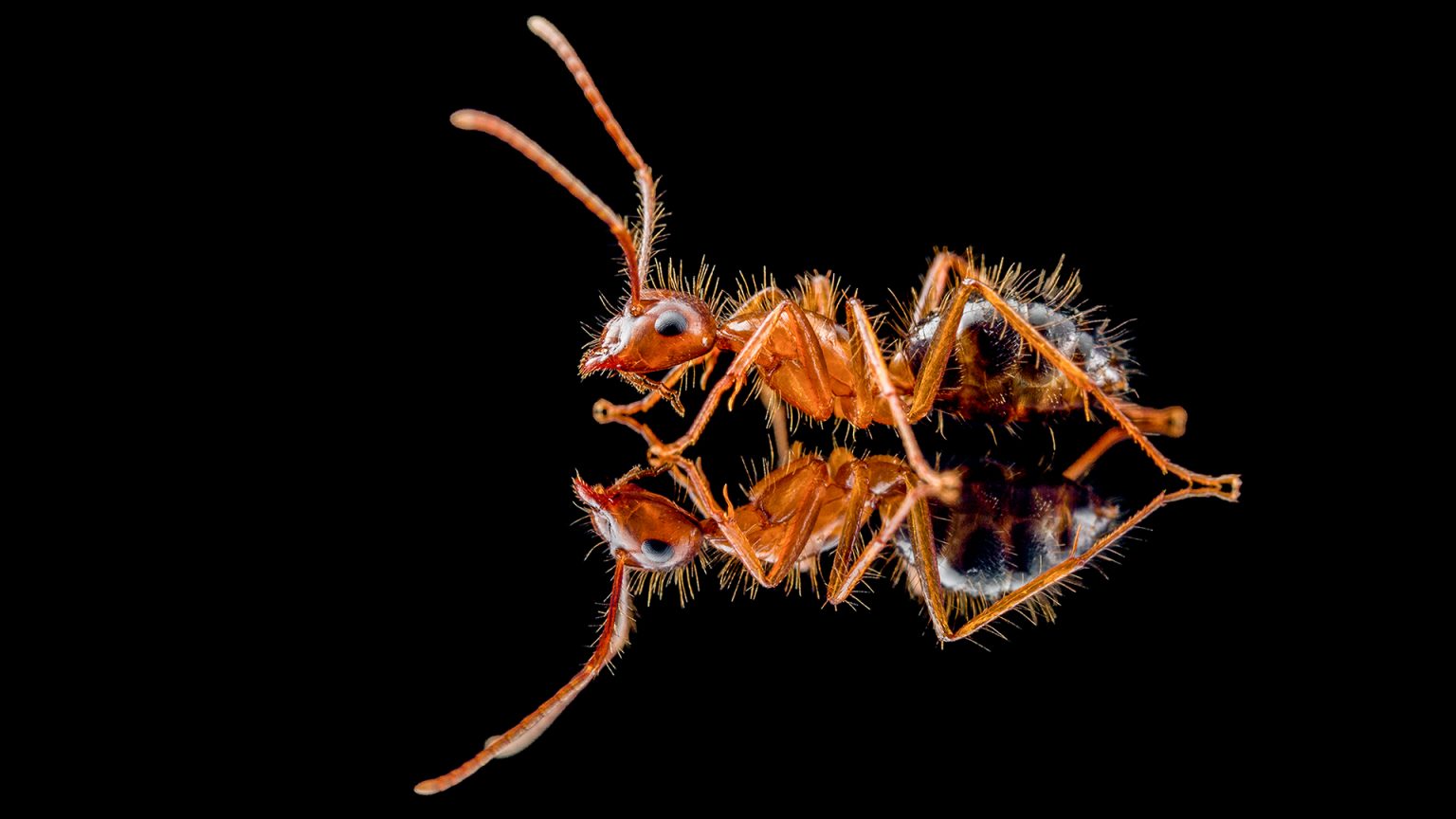 Camponotus floridanus - ANTonio Photography