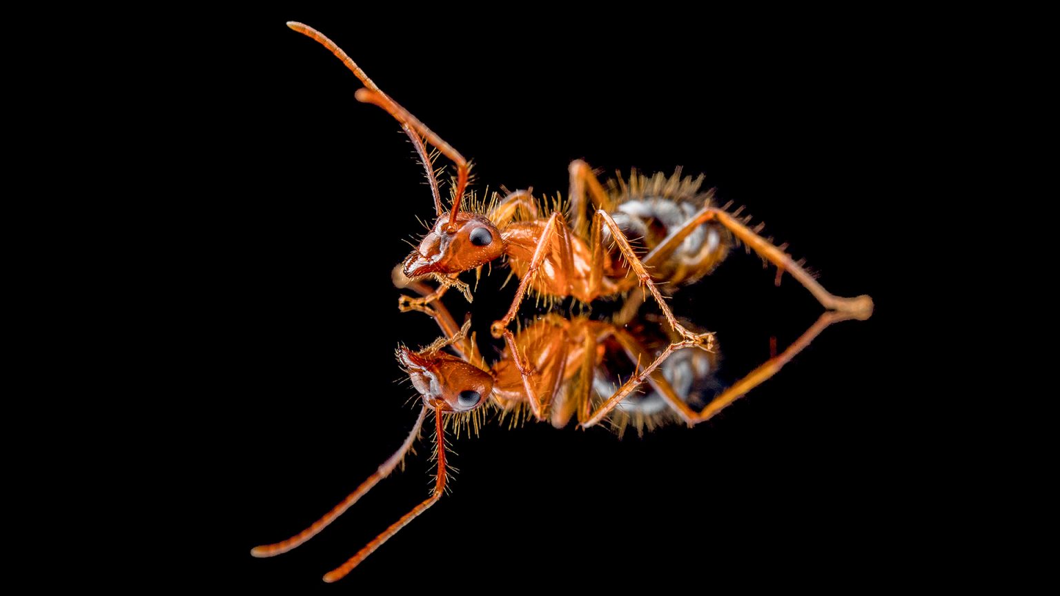 Camponotus floridanus - ANTonio Photography