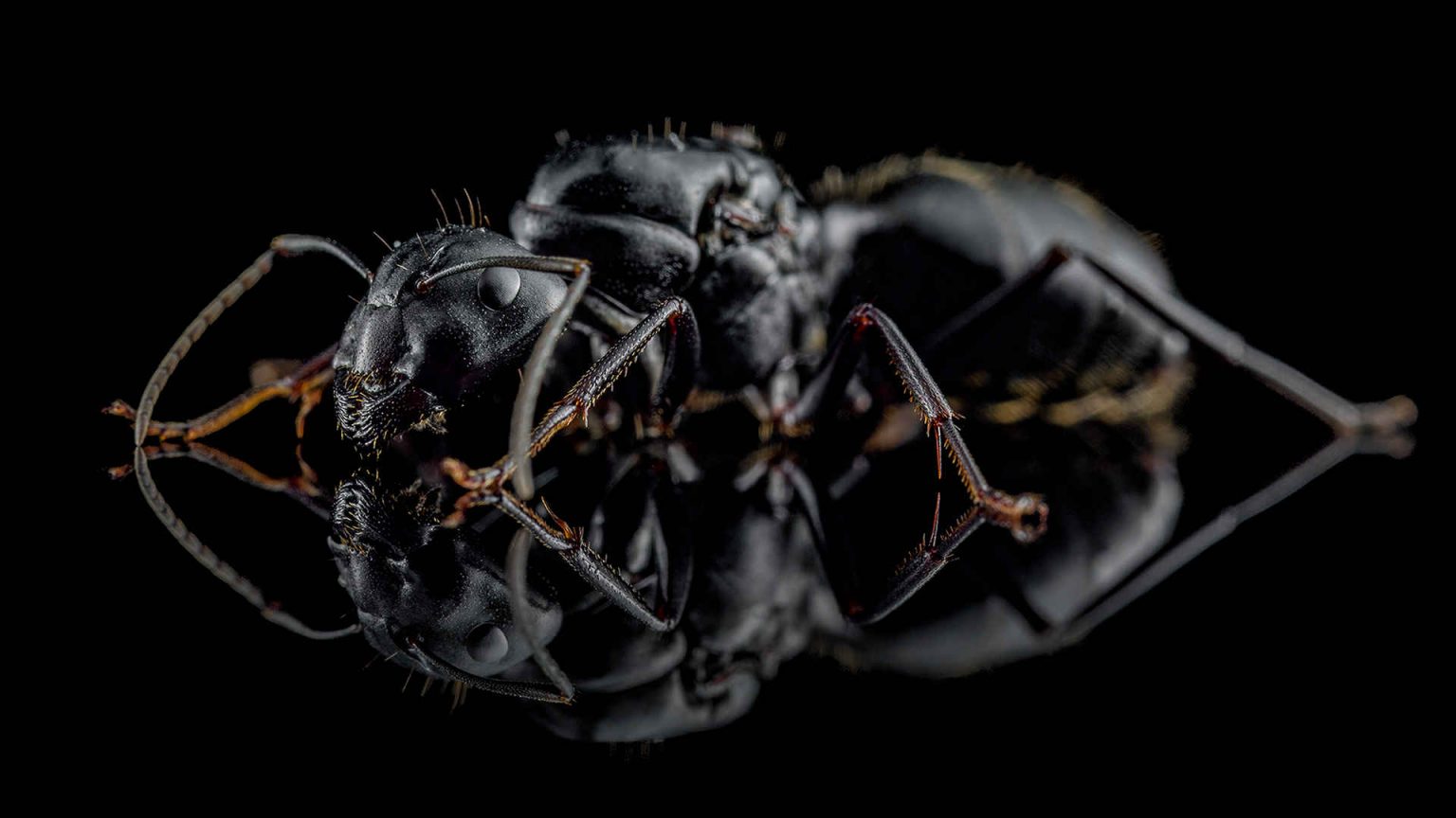 Camponotus japonicus - ANTonio Photography