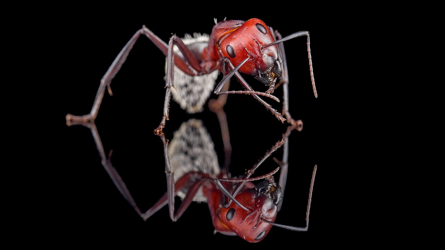 Camponotus detritus - ANTonio Photography