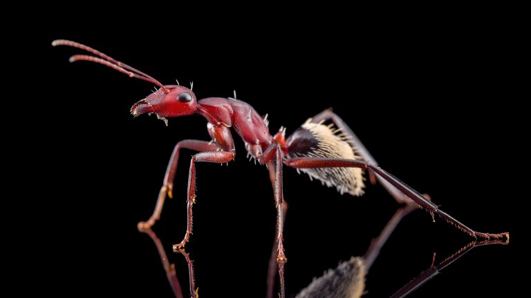 Camponotus detritus - ANTonio Photography