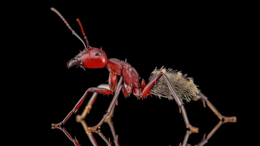 Camponotus detritus - ANTonio Photography