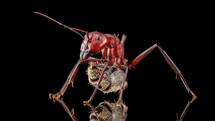 Camponotus detritus - ANTonio Photography