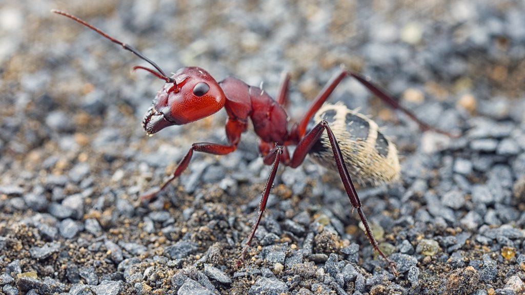 Camponotus detritus - ANTonio Photography