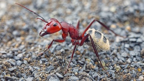 Camponotus detritus - ANTonio Photography