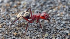 Camponotus detritus - ANTonio Photography