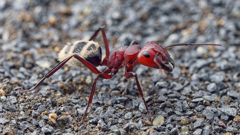 Camponotus detritus - ANTonio Photography