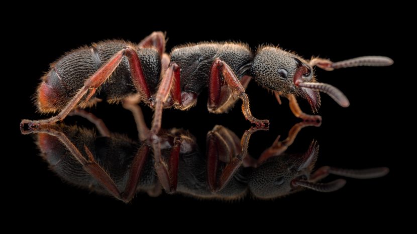 Pseudoneoponera rufipes - ANTonio Photography