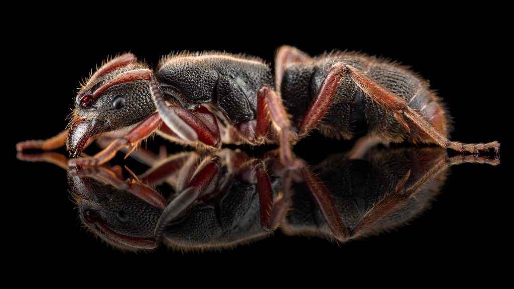Pseudoneoponera rufipes - ANTonio Photography