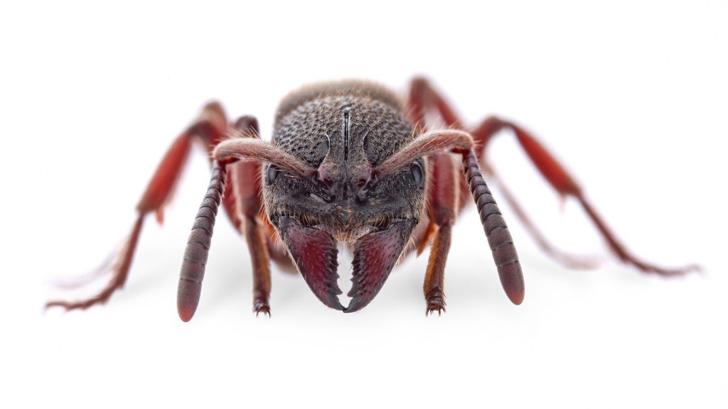 Pseudoneoponera rufipes - ANTonio Photography