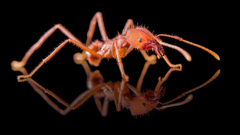 Atta laevigata - ANTonio Photography