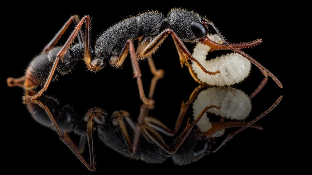 Harpegnathos venator - ANTonio Photography