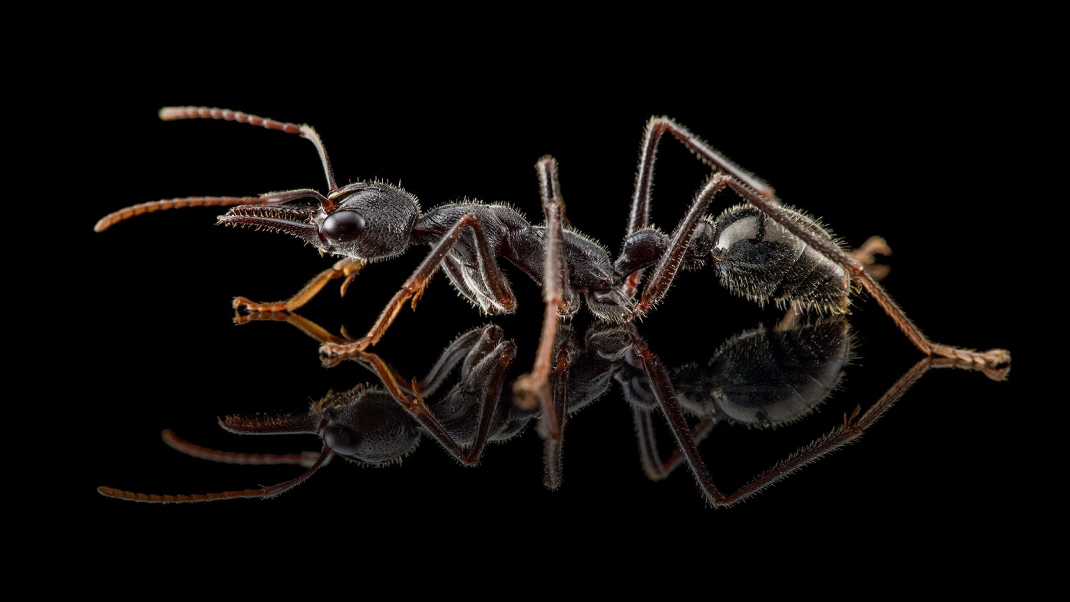 Myrmecia pyriformis - ANTonio Photography