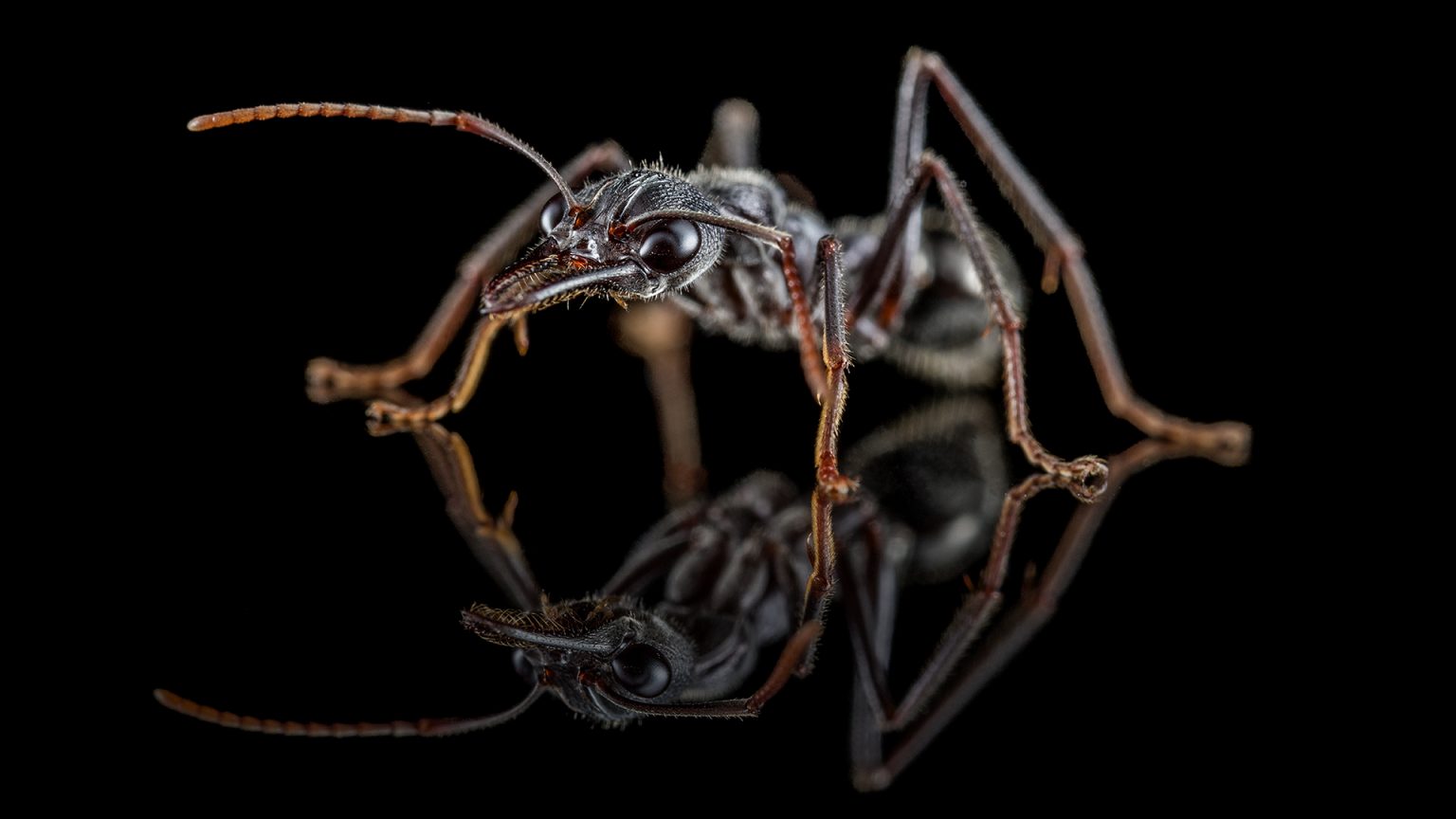 Myrmecia pyriformis - ANTonio Photography