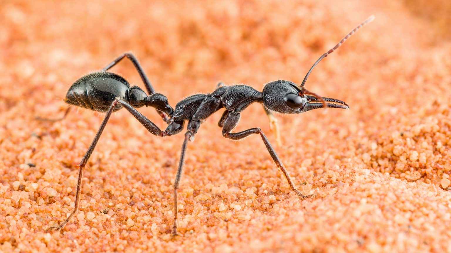 Myrmecia pyriformis - ANTonio Photography