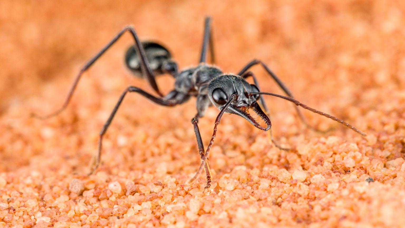 Myrmecia pyriformis - ANTonio Photography