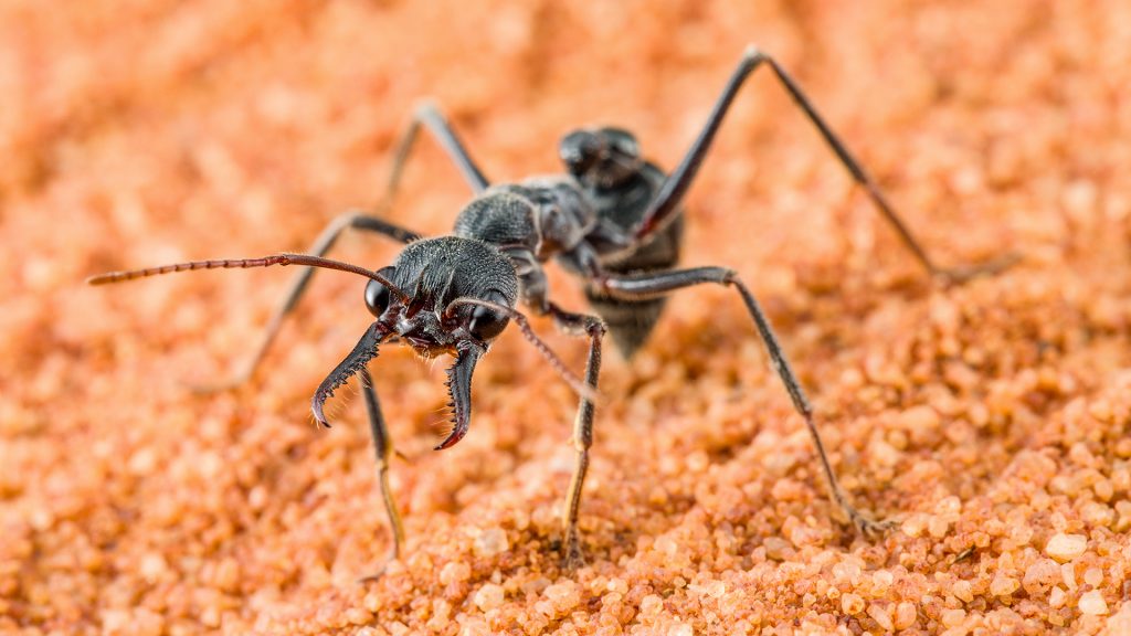 Myrmecia pyriformis - ANTonio Photography
