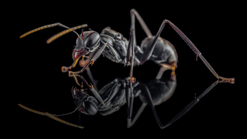 Gigantiops destructor - ANTonio Photography