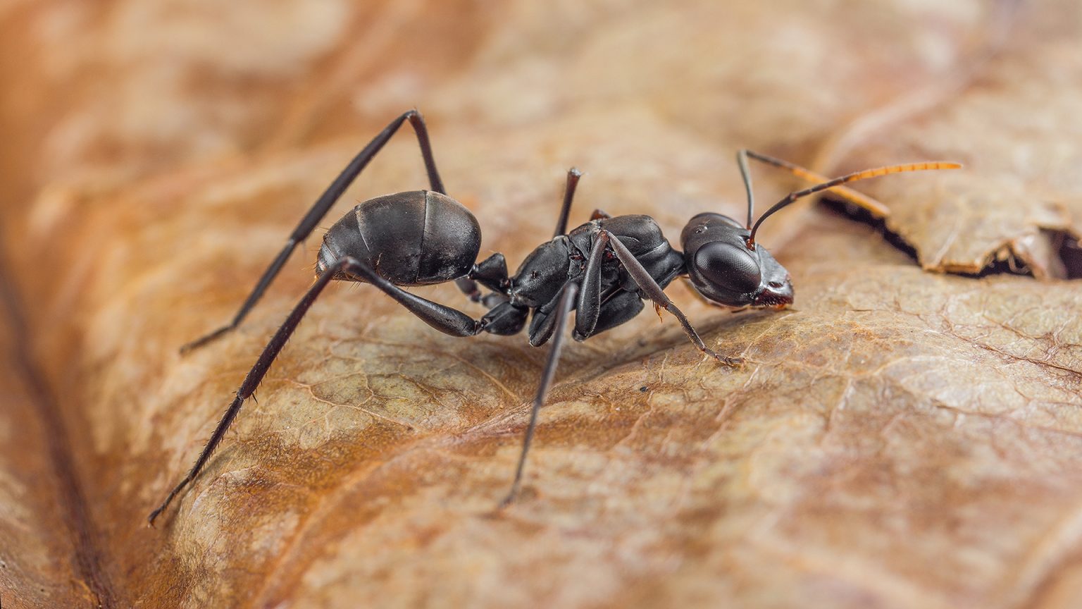 Gigantiops destructor - ANTonio Photography