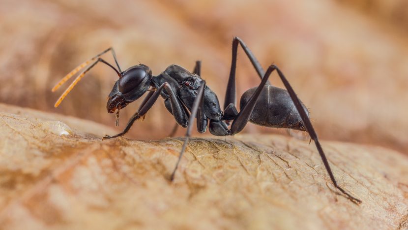 Gigantiops destructor - ANTonio Photography