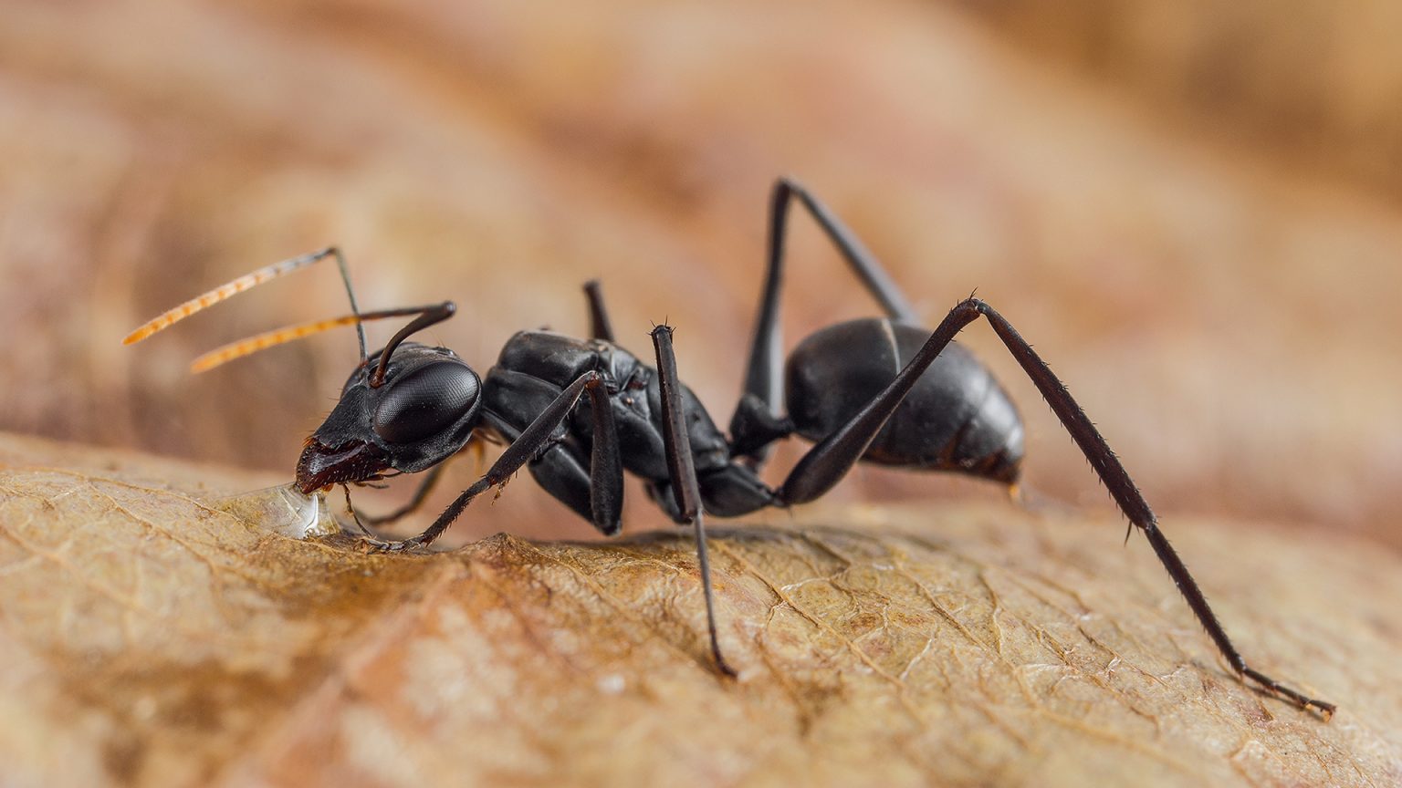 Gigantiops destructor - ANTonio Photography