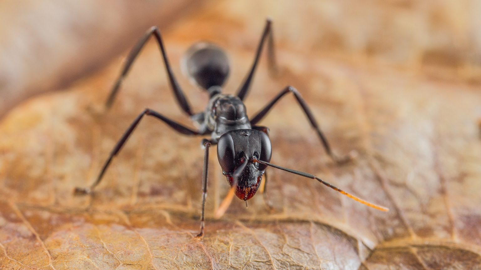 Gigantiops destructor - ANTonio Photography