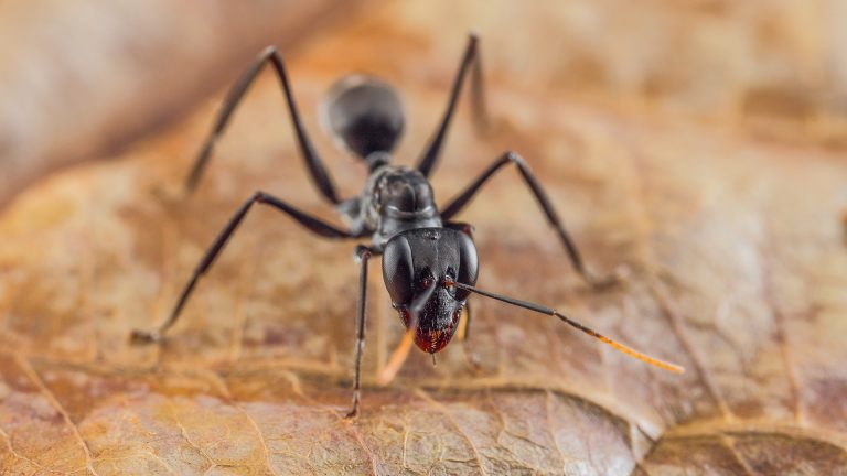 Gigantiops destructor - ANTonio Photography