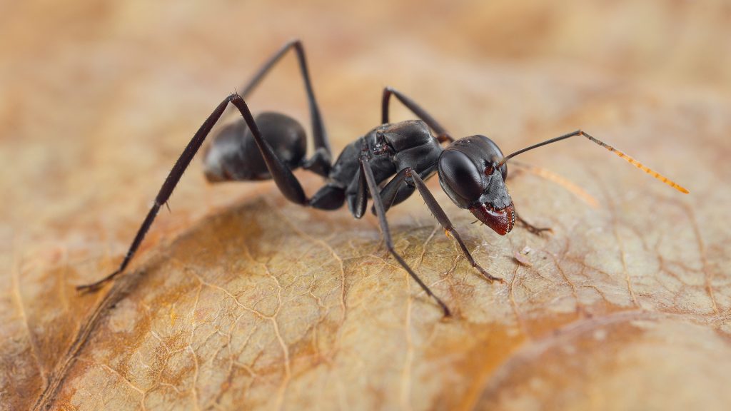 Gigantiops destructor - ANTonio Photography