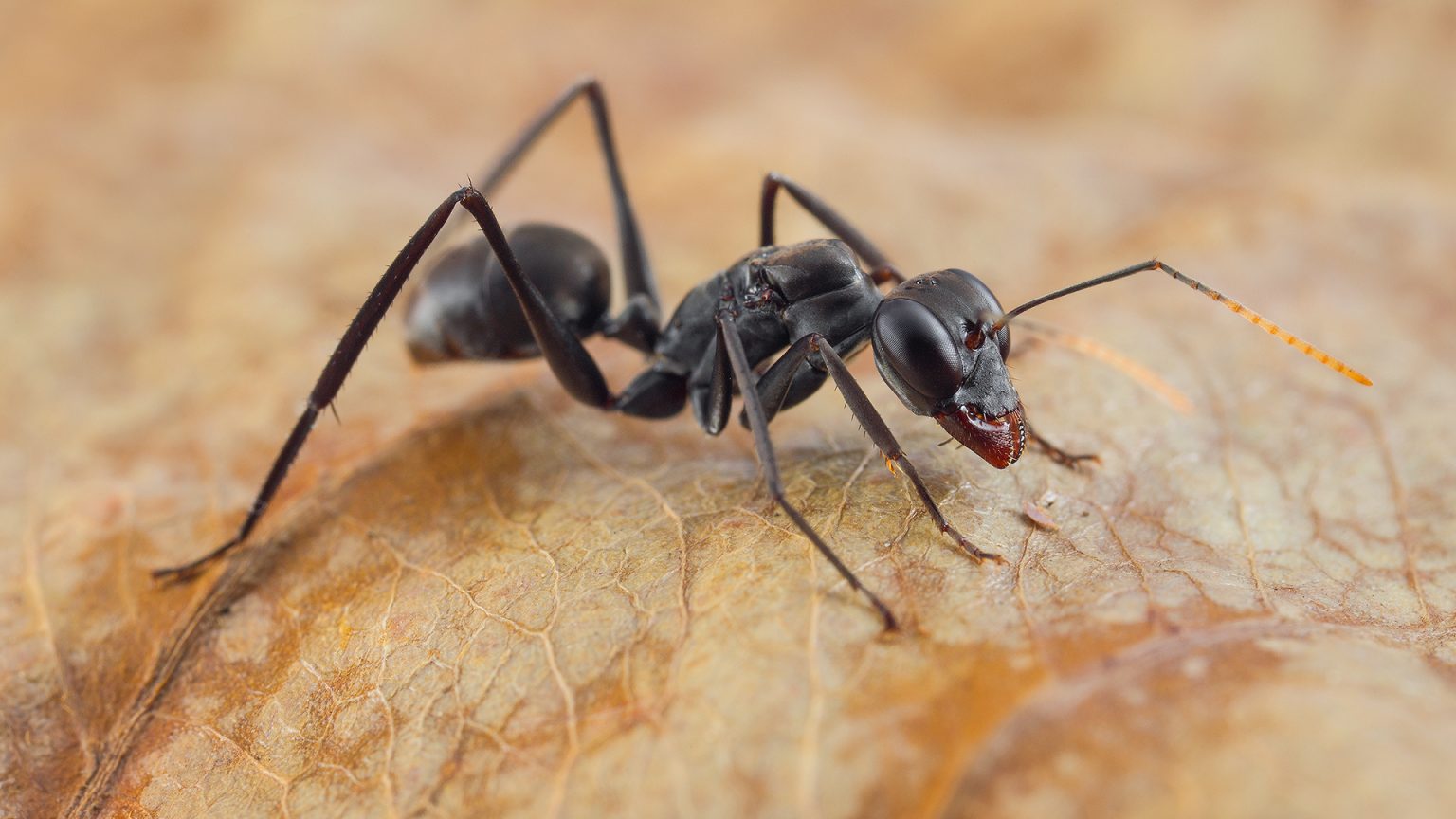 Gigantiops destructor - ANTonio Photography