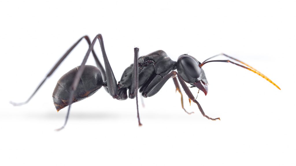 Gigantiops destructor - ANTonio Photography