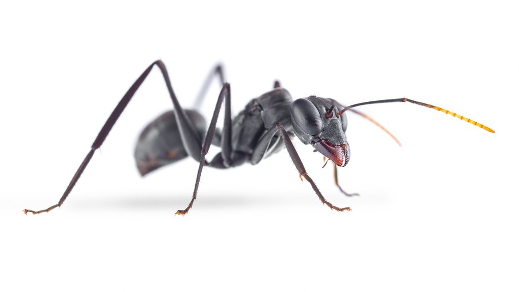 Gigantiops destructor - ANTonio Photography