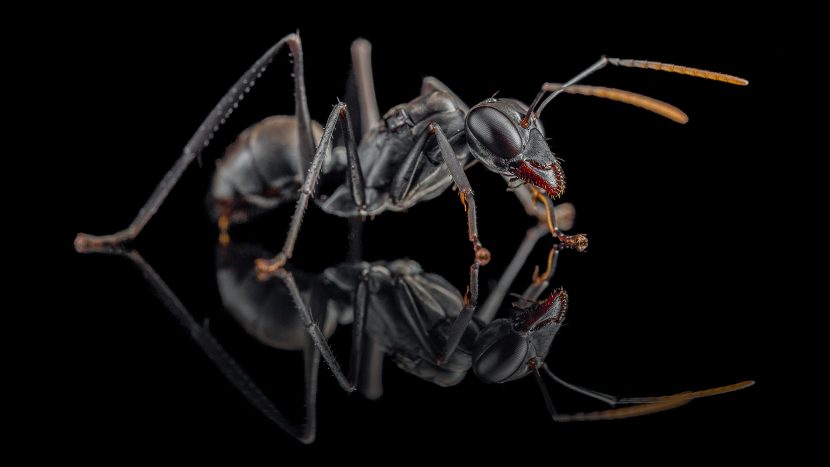 Gigantiops destructor - ANTonio Photography