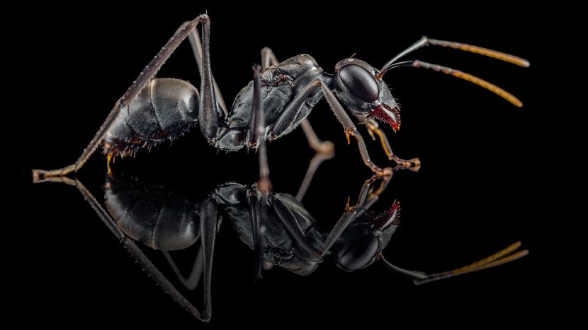 Gigantiops destructor - ANTonio Photography