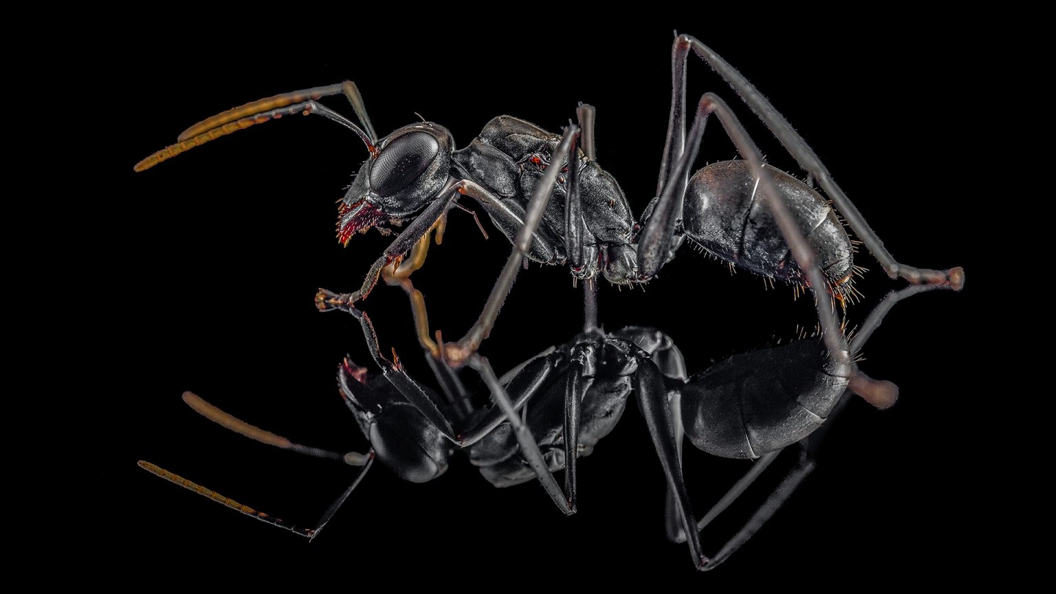 Gigantiops destructor - ANTonio Photography