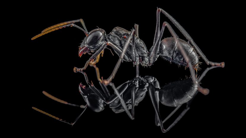 Gigantiops destructor - ANTonio Photography