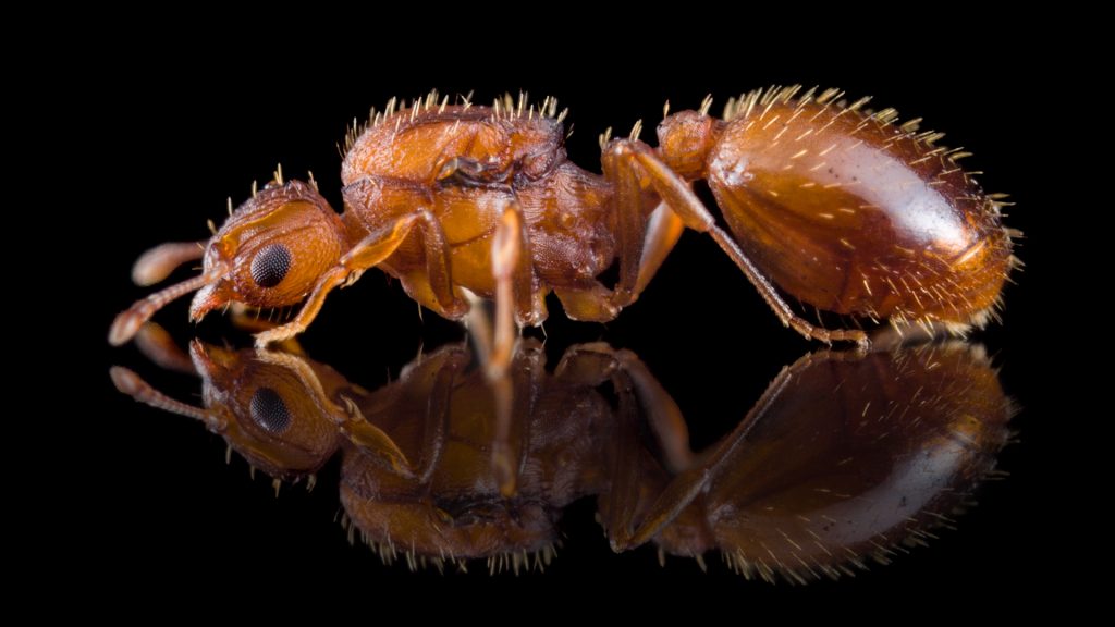 Wasmannia auropunctata - ANTonio Photography