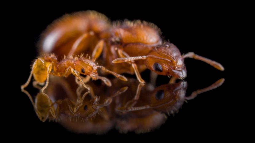 Wasmannia auropunctata - ANTonio Photography